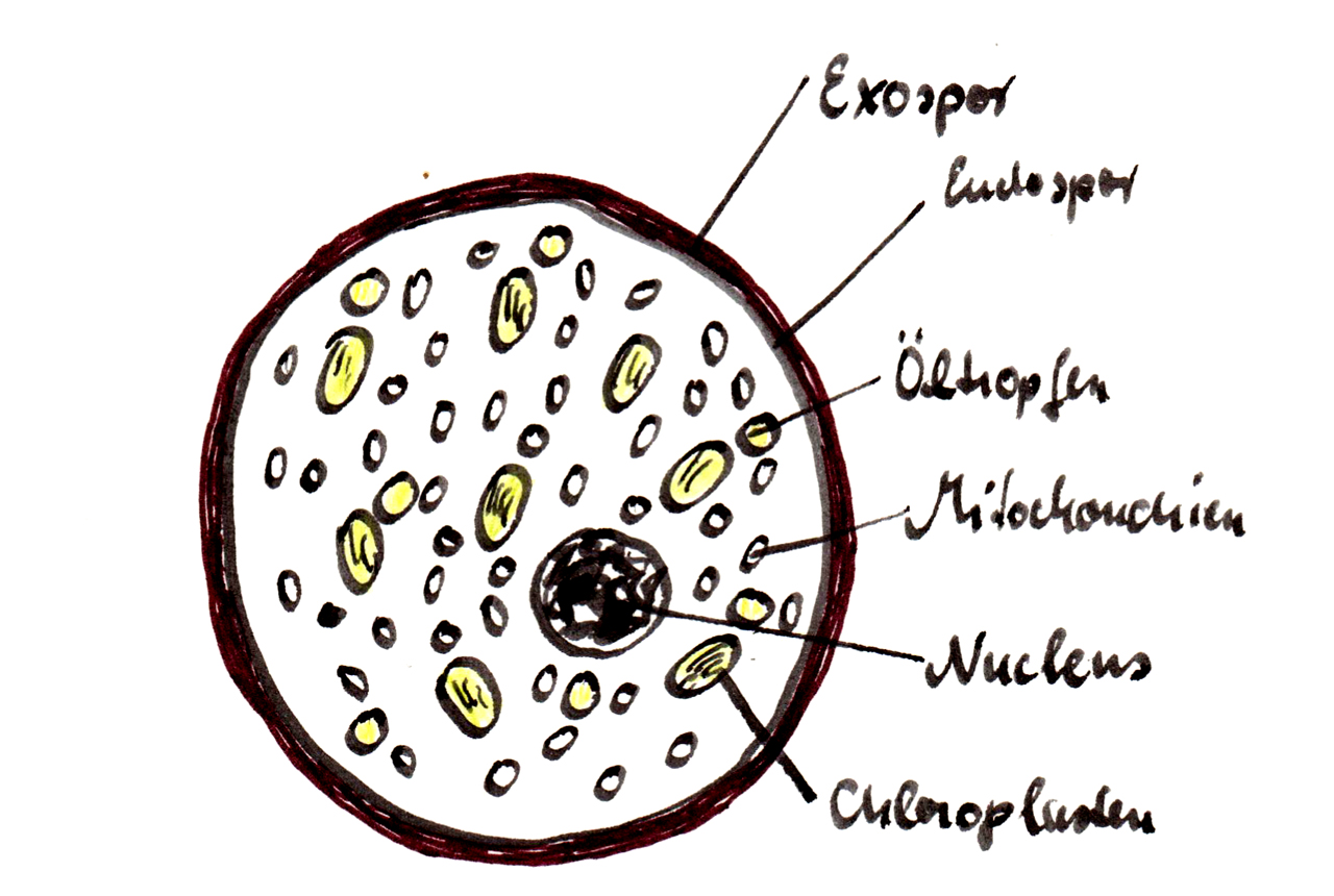 Botanik Helmich: Das System der Bryophyta: Laubmoose