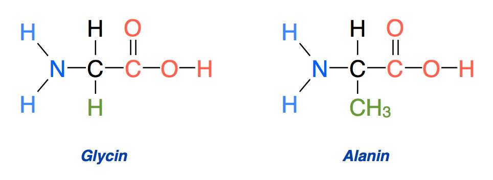 Aminosäuren, Bausteine der Proteine