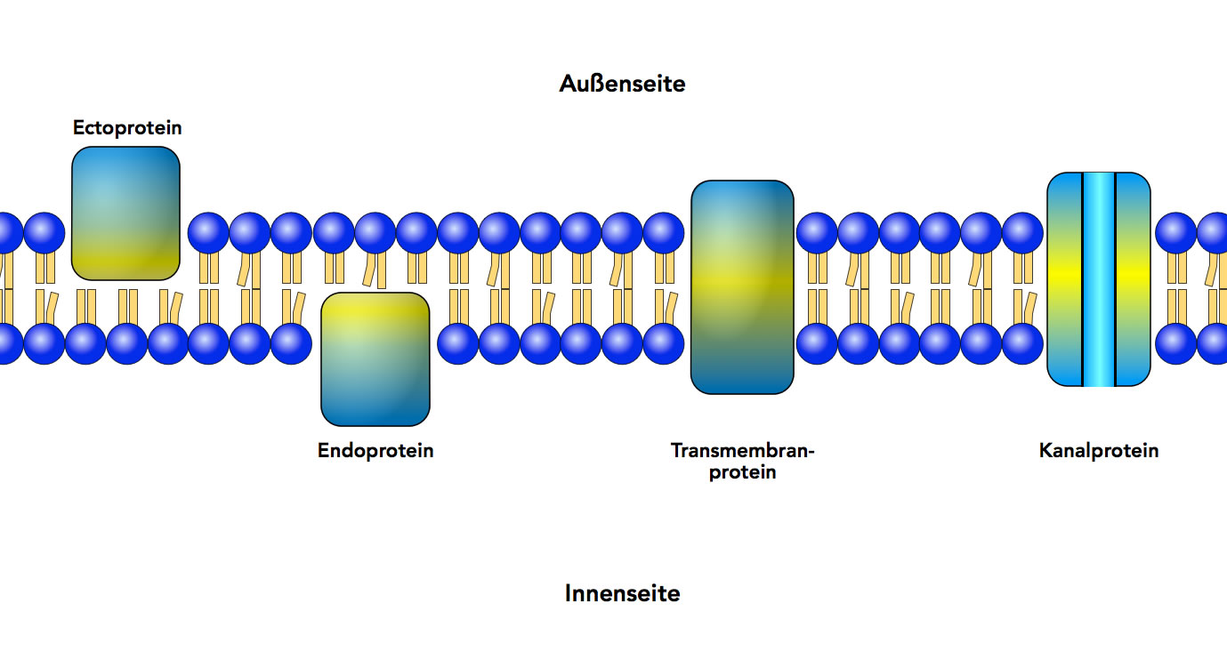 Membranproteine