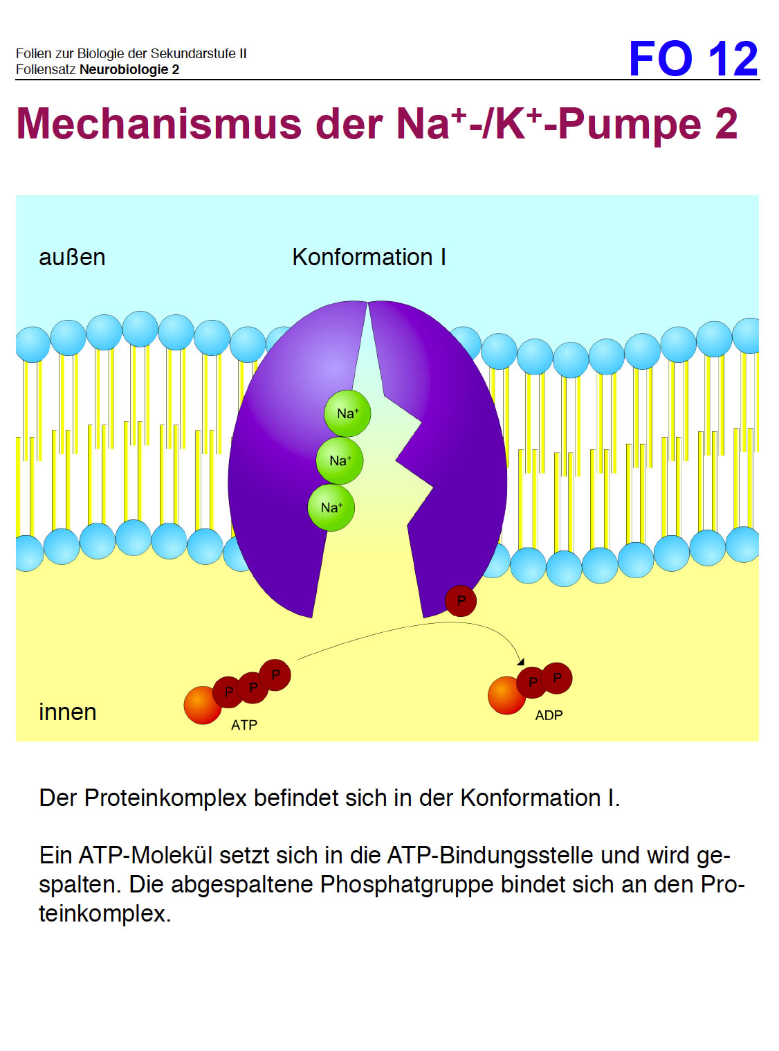 Kollegen können von mir einen Foliensatz zur Na/K-Pumpe bekommen ...
